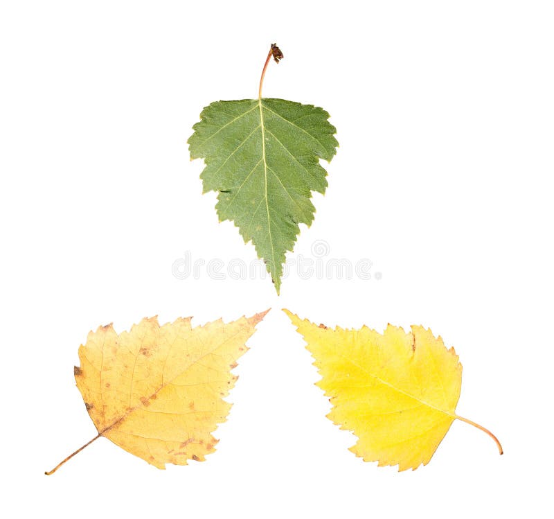 Three maple leaves stock photo. Image of golden, botany - 21253246