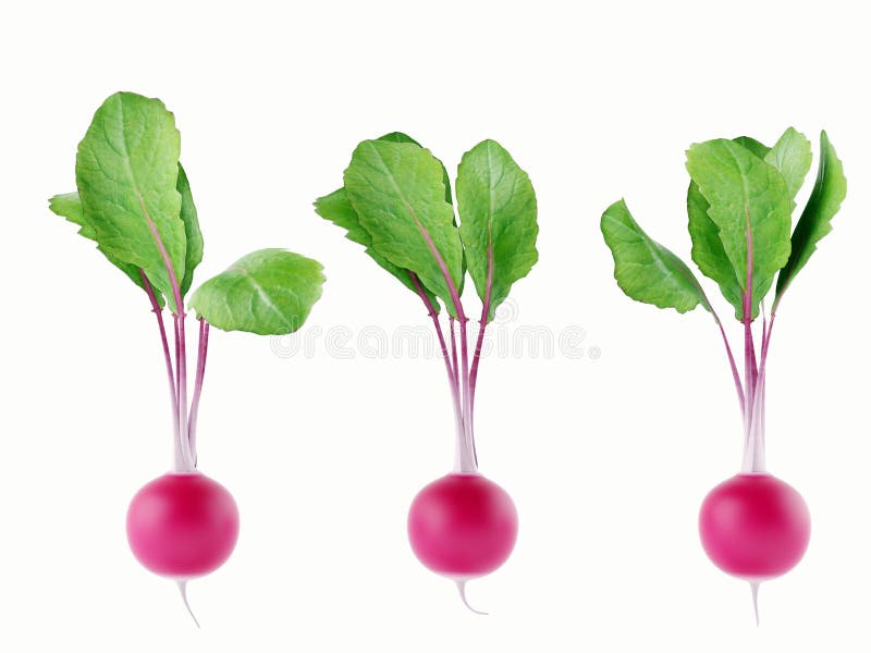 Set of Three Radishes with Leaves Isolated on a White Background Stock ...