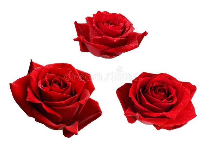 Set of Three Red Rose Flowers Stock Photo - Image of rose, greeting ...