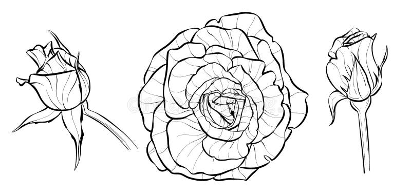 Set. Three Roses, a Closed Bud and an Open Flower. Illustration Sketch ...