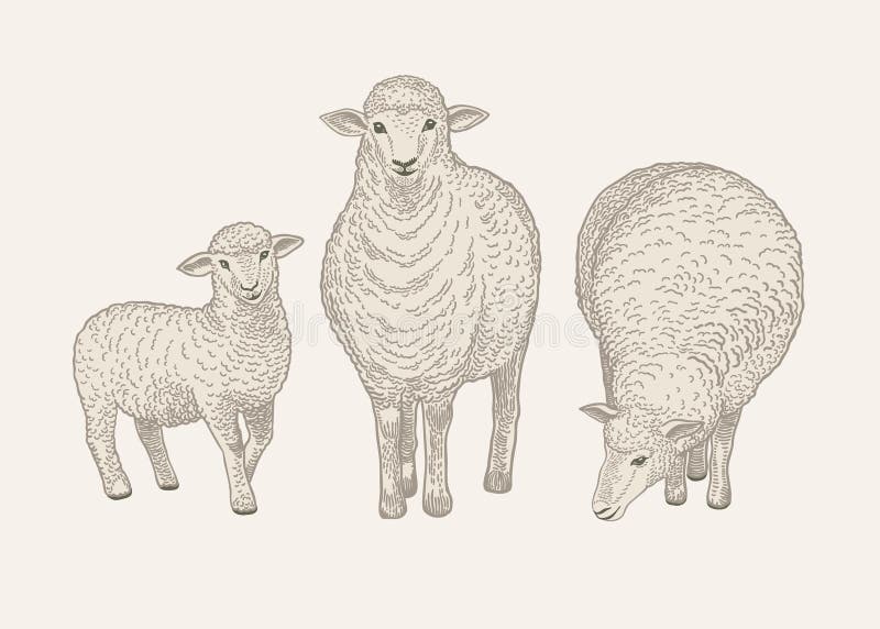 Set with Three Sheep. Cute Lamb. Vintage Illustration of Animals Stock ...