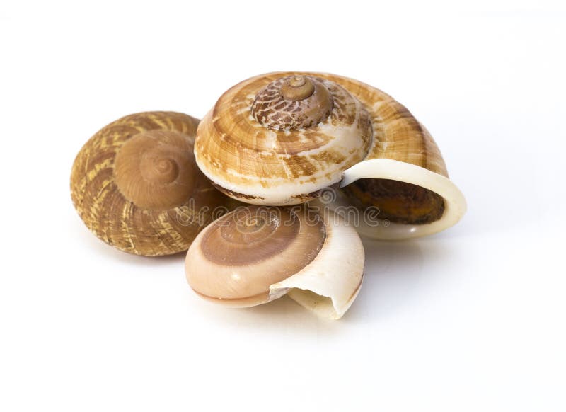 Set of three snail shells stock image. Image of laid - 39477659
