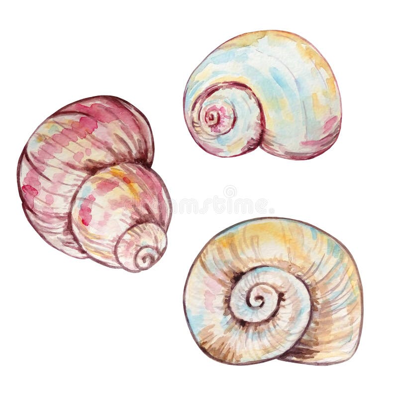 Set of Three Watercolor Multicolored Seashells Stock Illustration ...