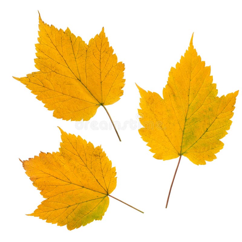 Yellow Autumn Colored Leaves Seamless Horizontal Border Isolated on ...