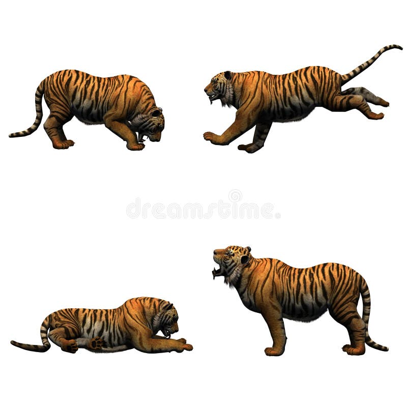 Set of Tiger in Different Movements on White Background Stock ...