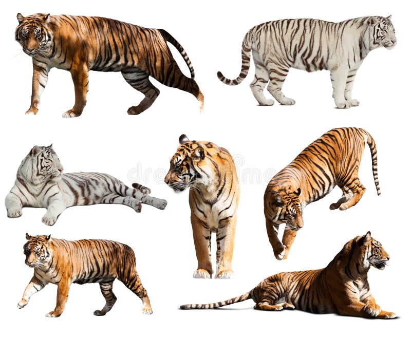 Set of Tigers. Isolated Over White Stock Image - Image of predatory ...