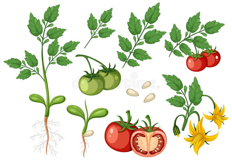 Set of of Tomato Plant and Fruit Element Isolated Stock Vector ...