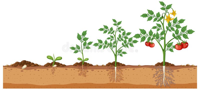 Tomato Plant with Fruit Isolated with Root System Stock Vector ...