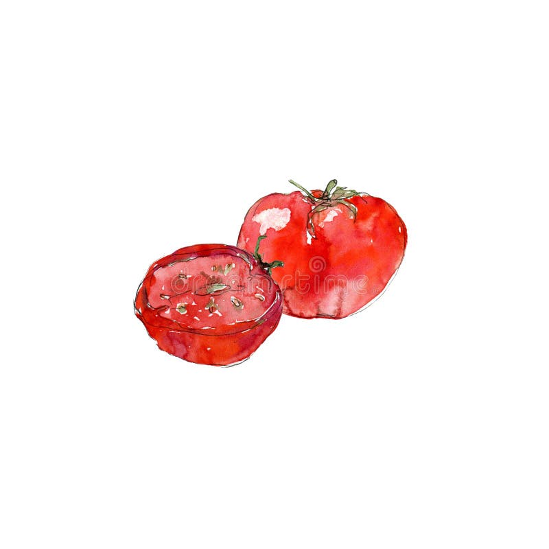 A Set of Tomatoes. Watercolor Illustration. a Slice of Tomato Seeds ...