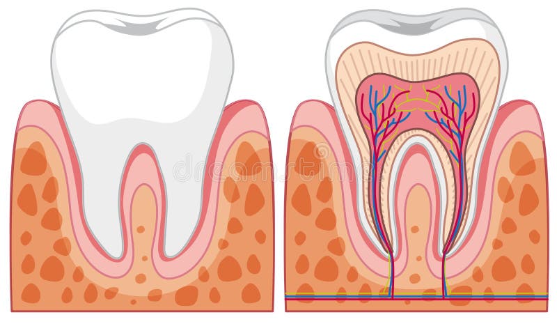 Set of tooth diagrams stock vector. Illustration of oral - 121064809