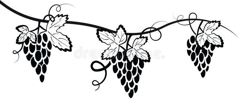 Set Trauben. stock abbildung. Illustration von nahrung - 25151684