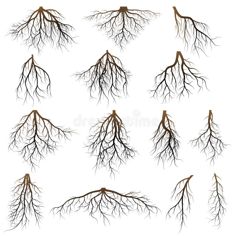 Tree Roots Silhouette Stock Illustrations – 5,410 Tree Roots Silhouette ...