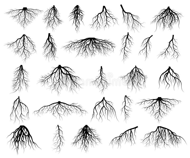 Tree Roots Underground Drawing