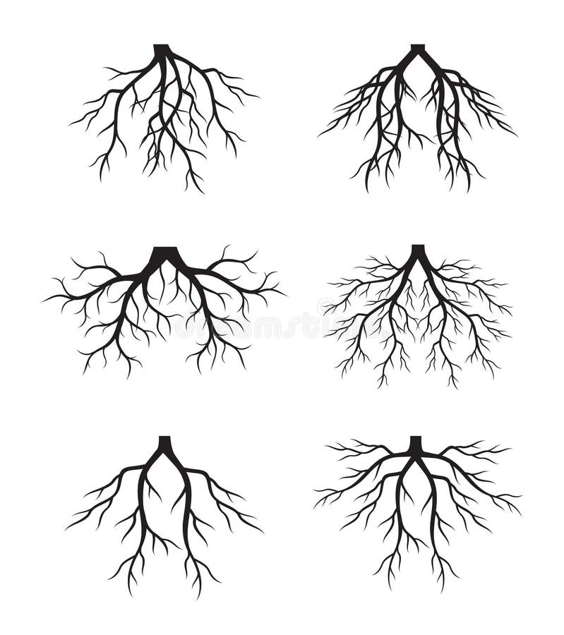 Set of Tree Roots. Vector Outline Illustration. Plant in Garden Stock ...