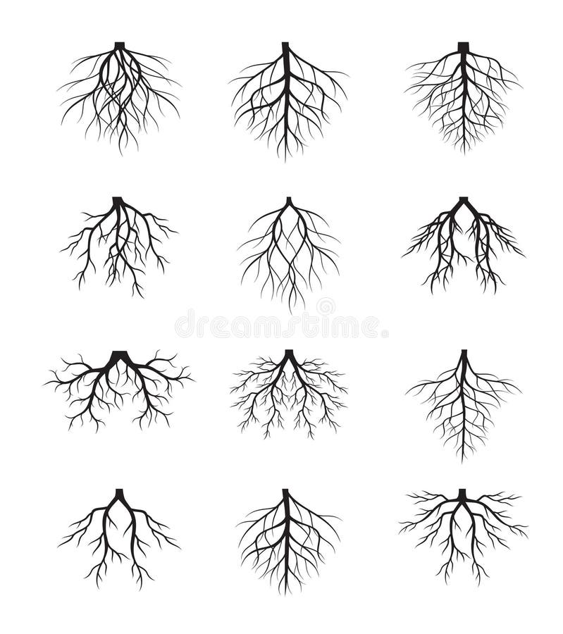 Set of Tree Roots. Vector Outline Illustration. Plant in Garden Stock ...