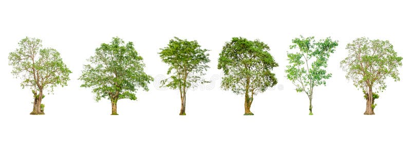 Set of Tree Shape and Tree Branch on White Background for Isolated ...