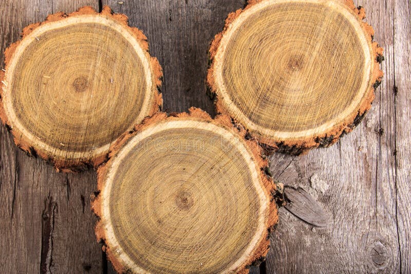 The Rings of Cut Stumps in Wood Pile Stock Image - Image of stumps ...