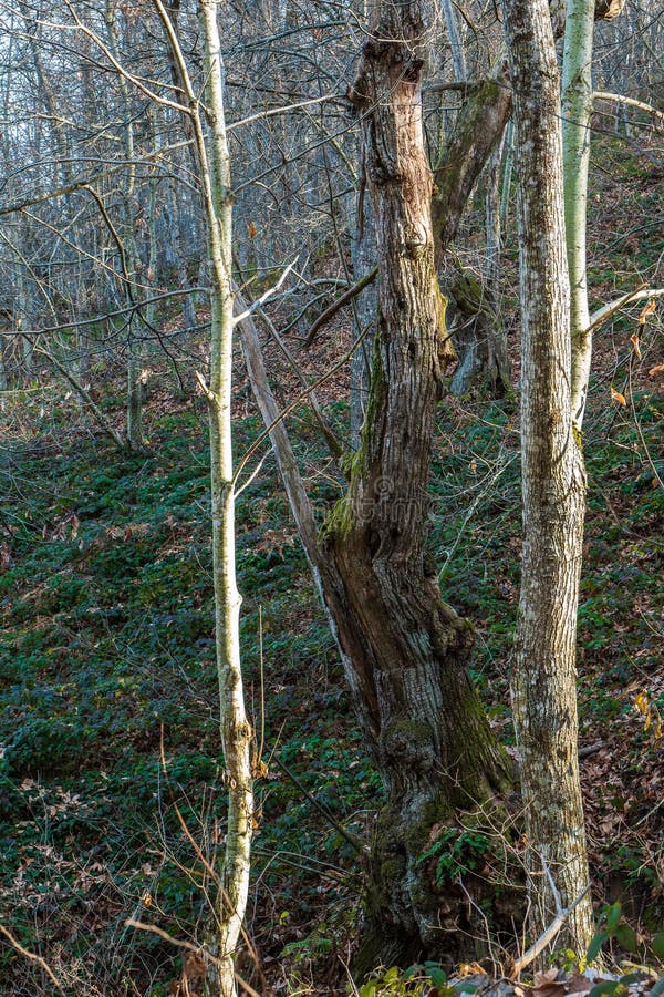 Tree trunks in the forest stock image. Image of bush - 301611317