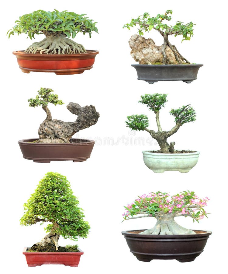 Set of trees in pots stock image. Image of decorative - 39545923
