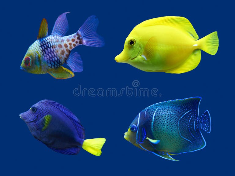 Set of tropical fish. stock photo. Image of fish, ocean - 39535818