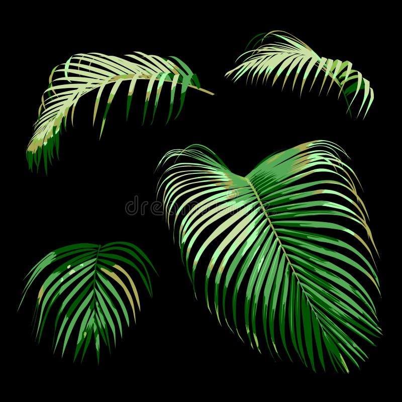 Set of Tropical Green Areca Palm Leaf, Plant Vector Illustration Stock ...
