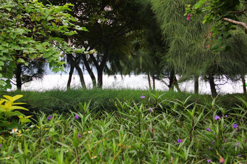 Set of tropical greenery stock photo. Image of horizon - 111765576