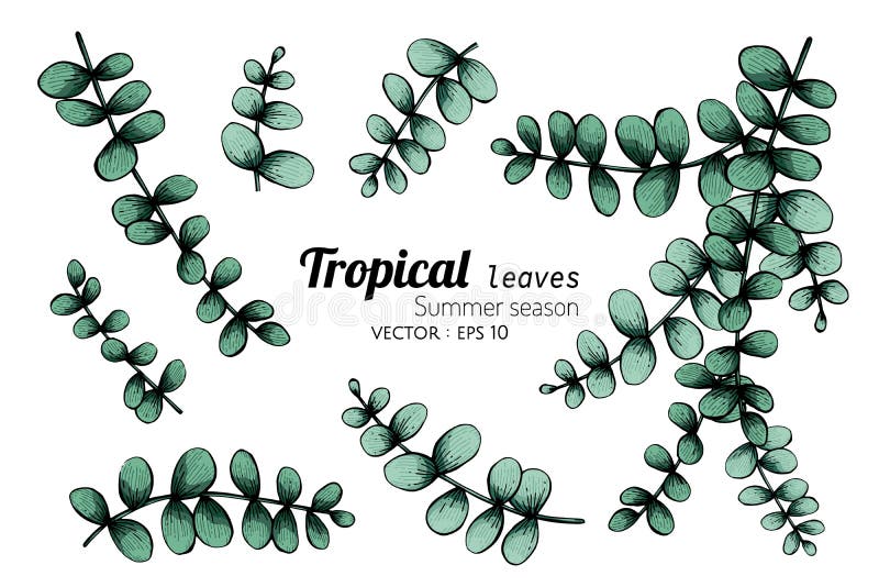 Set of Tropical Leaf Drawing Illustration with Line Art on White ...