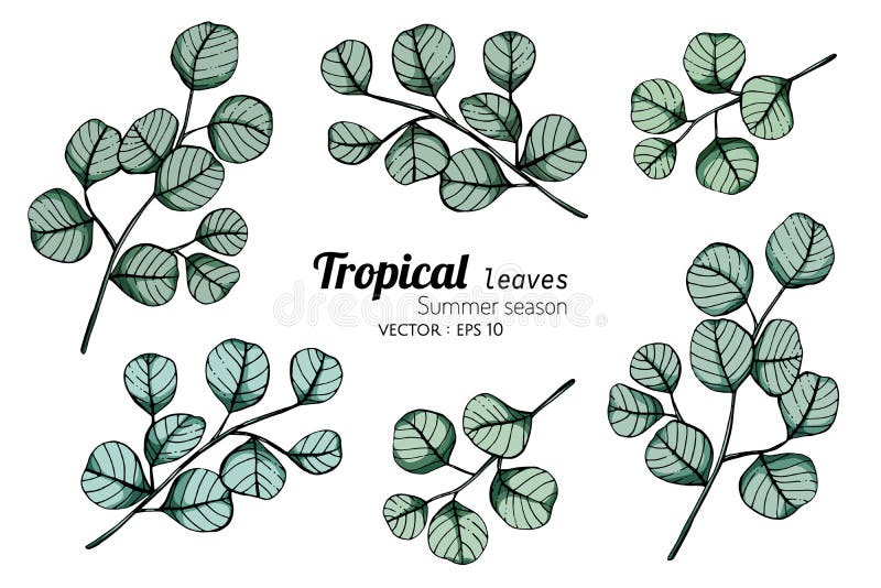 Set of Tropical Leaf Drawing Illustration with Line Art on White ...