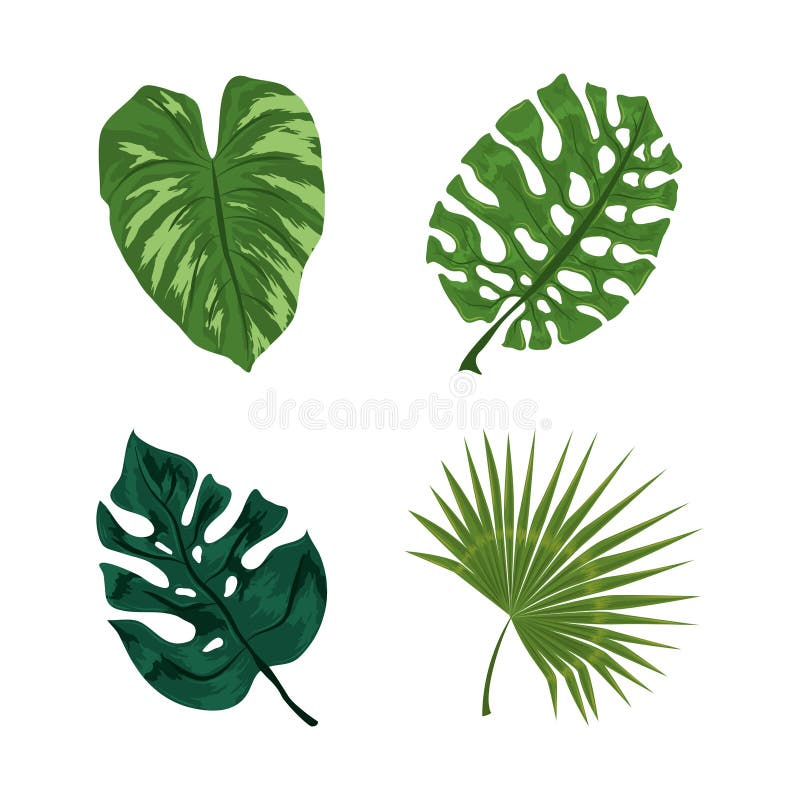 Set tropical leaves stock vector. Illustration of foliage - 213859190