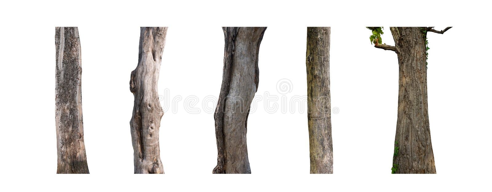 Trunk of a Tree Isolated on White Background . Stock Image - Image of ...