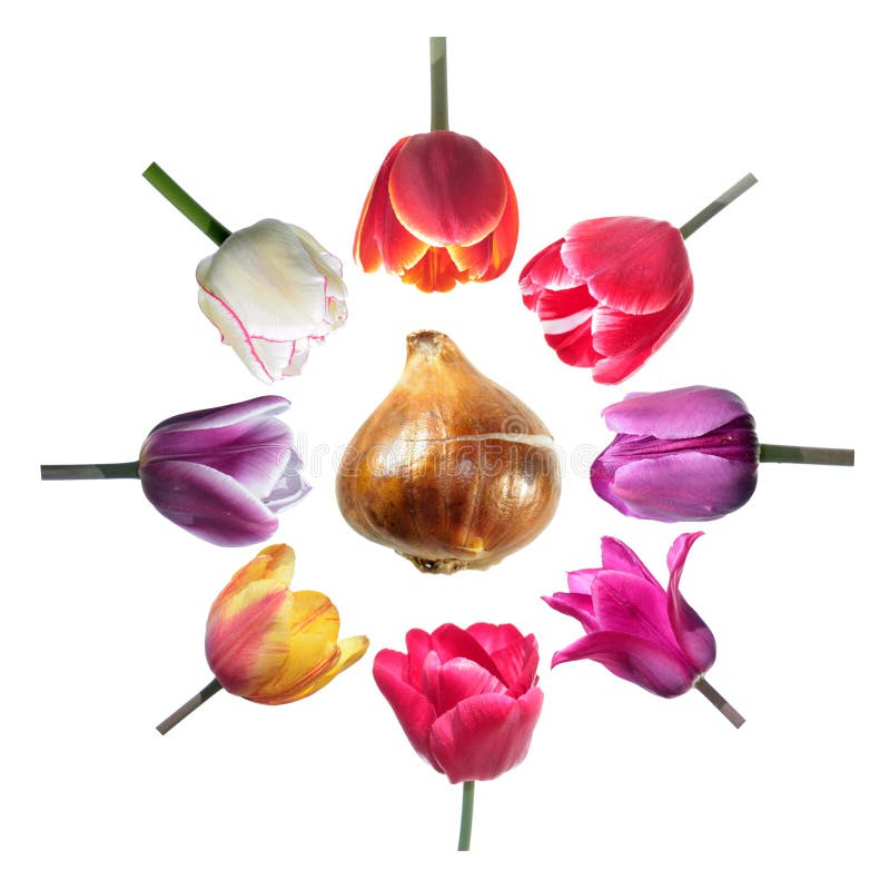 Variety of Colors of Tulip Flowers. Color Palette is an Example of the ...