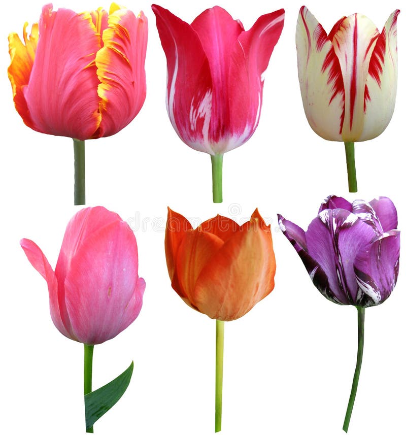 Set of 6 Tulips stock photo. Image of petal, beauty, present - 55925100