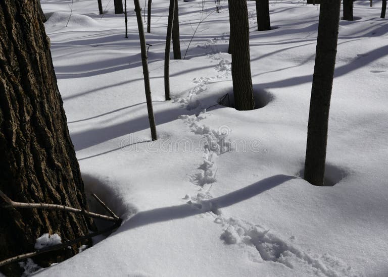 Wild Turkey Tracks in Deep Snow Stock Image - Image of forest, sunlight ...