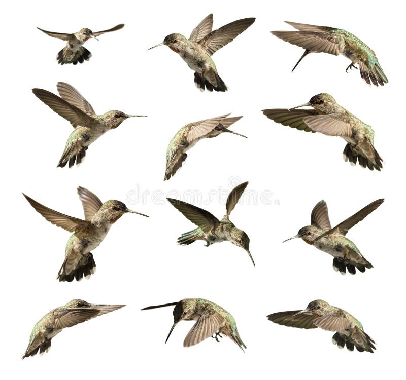 Set of Twelve Hummingbird in Flight Isolated on White Stock Image ...