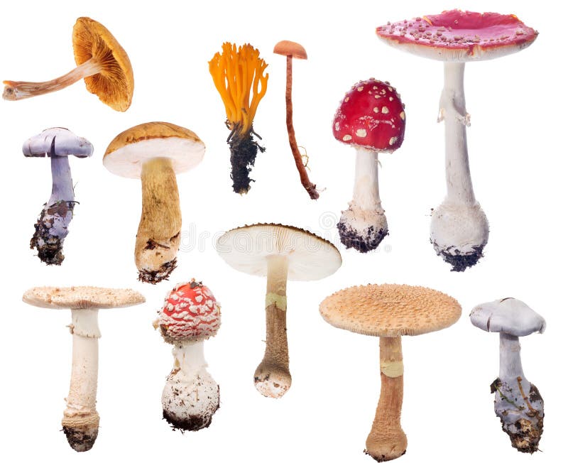 Set Of Twelve Toadstools Isolated On White Stock Image - Image of root ...
