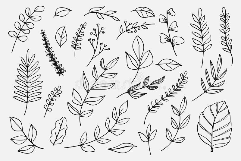 Set of Twigs with Leaves Botanical Hand- Drawn Collection.Vector ...