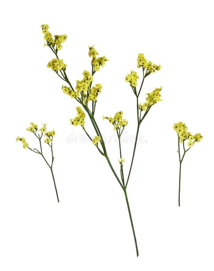 Set of Twigs of Yellow Limonium Flowers Isolated Stock Photo - Image of ...