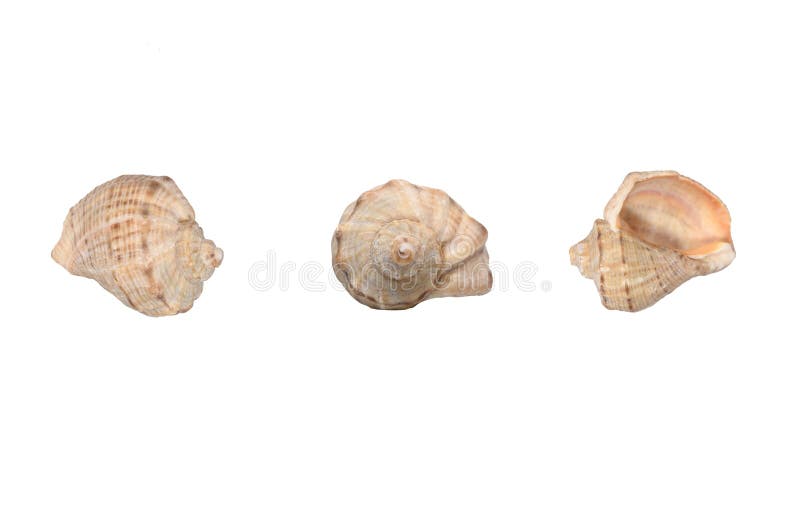 Sea Shells Set Isolated on a White Background. Flat Lay. Clipping Path ...