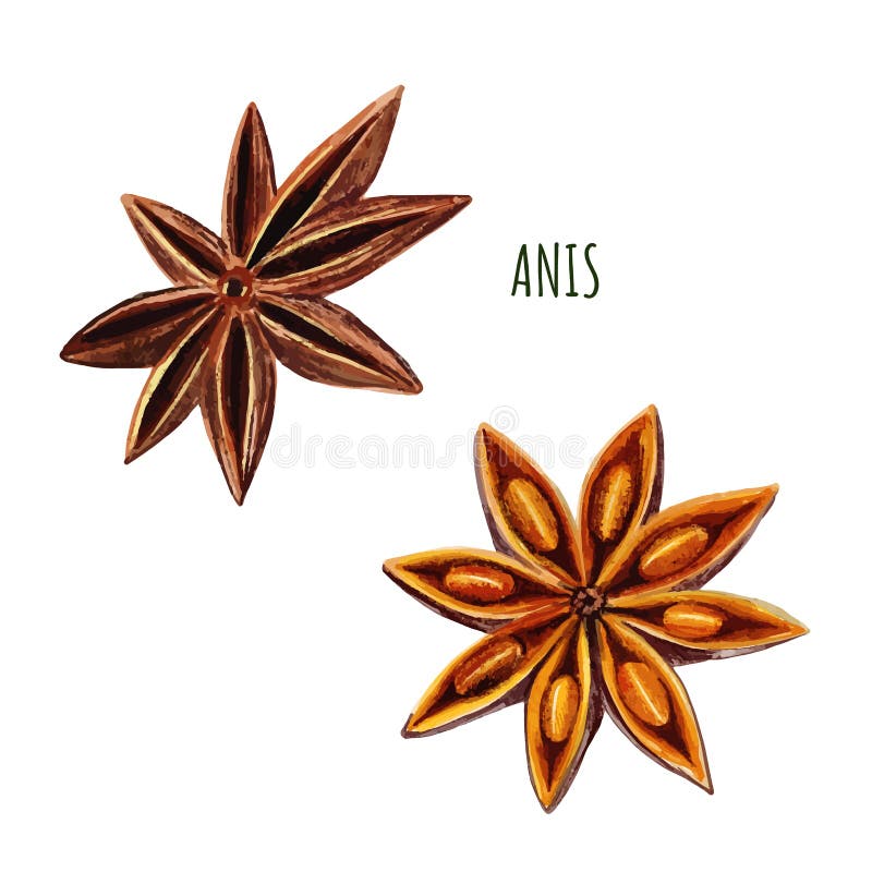 Set of Two Anis Stars, Hand Drawn Watercolor Stock Vector ...