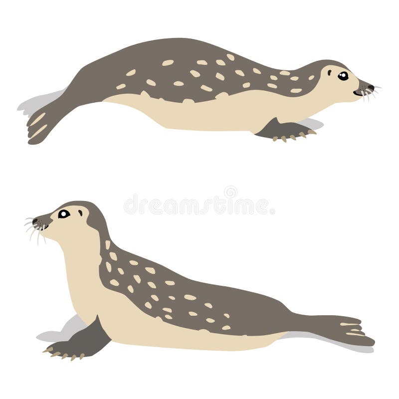 Spotted Seals stock vector. Illustration of drawing, animal - 67173810