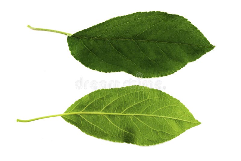 A Set of Two Green Leaves of an Apple Tree Isolated on a White ...