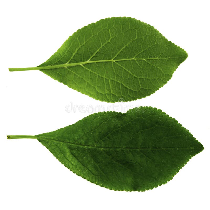 A Set of Two Green Leaves of Plum Isolated on a White Background, the ...