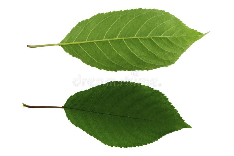 Set of Two Green Leaves of Sweet Cherry Isolated on White Background ...