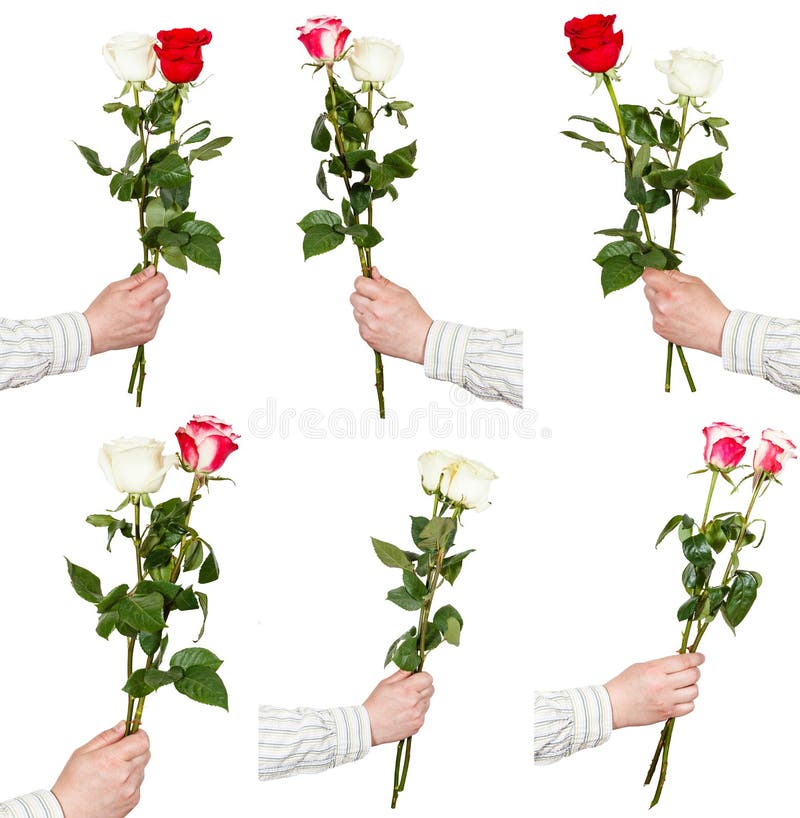 Handing Rose Stock Photos - Download 147 Royalty Free Photos