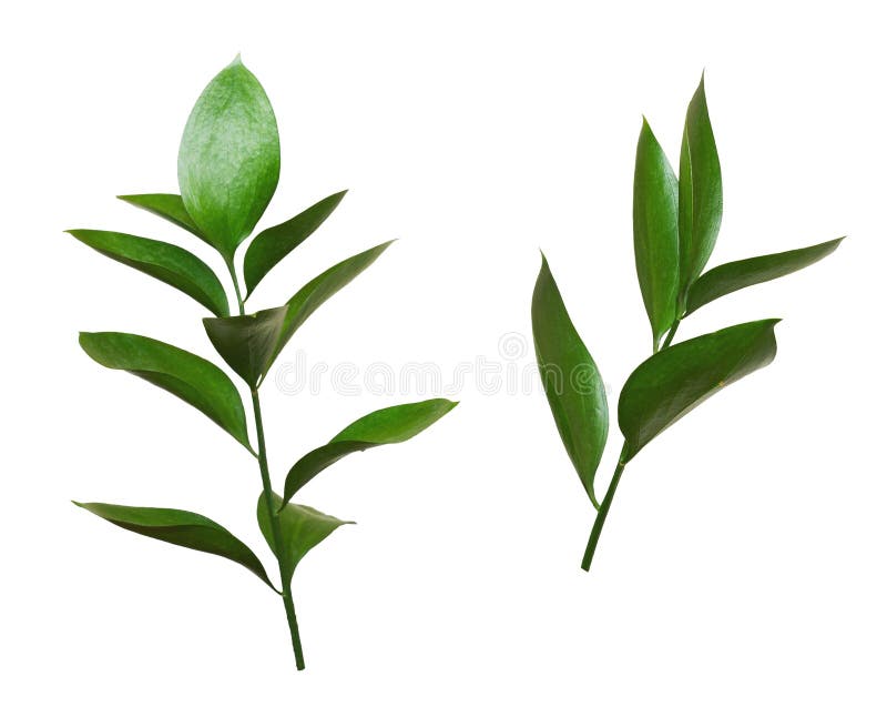 Set of two twigs of ruscus stock image. Image of closeup - 119940995