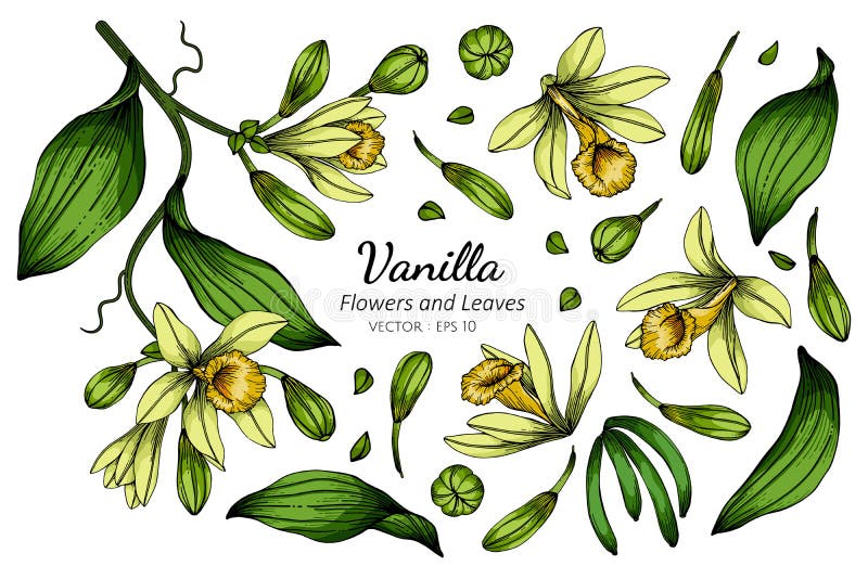 Vanilla Flower and Leaf Drawing Illustration with Line Art on White ...