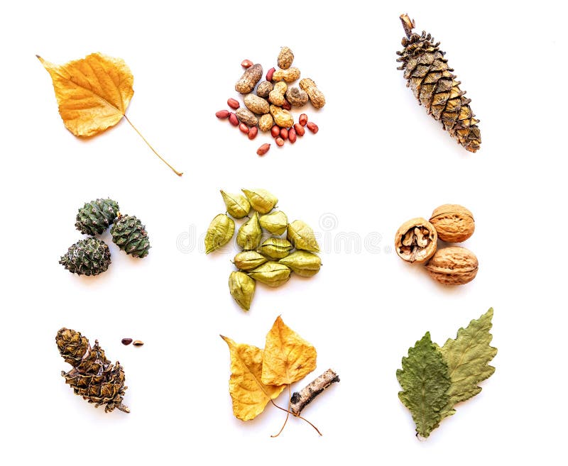 Fall objects 1 stock image. Image of fall, pumpkin, smile - 322923