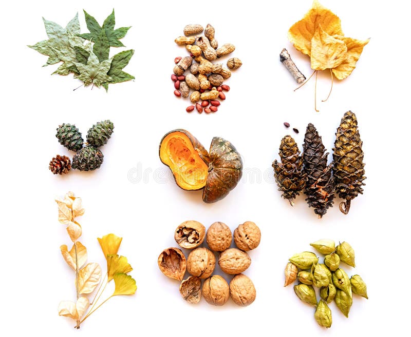 Fall objects 1 stock image. Image of fall, pumpkin, smile - 322923