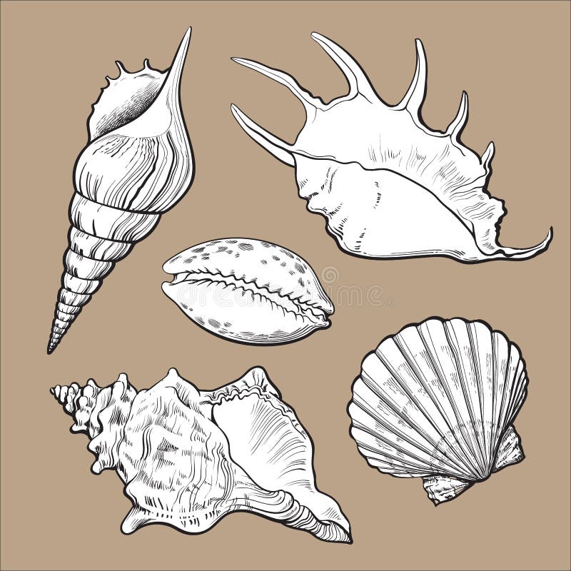 Set of Various Beautiful Mollusk Sea Shells, Vector Illustration Stock ... Set of Various Beautiful Mollusk Sea Shells, Vector Illustration Stock ...