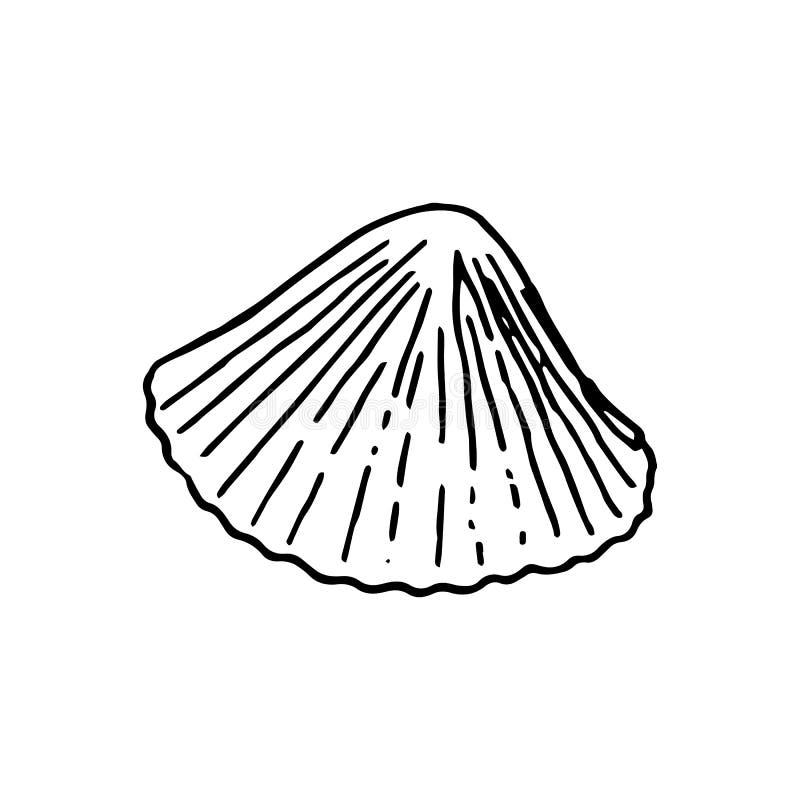 Set of Various Beautiful Mollusk Sea Shells, Sketch Illustration Stock ... Set of Various Beautiful Mollusk Sea Shells, Sketch Illustration Stock ...